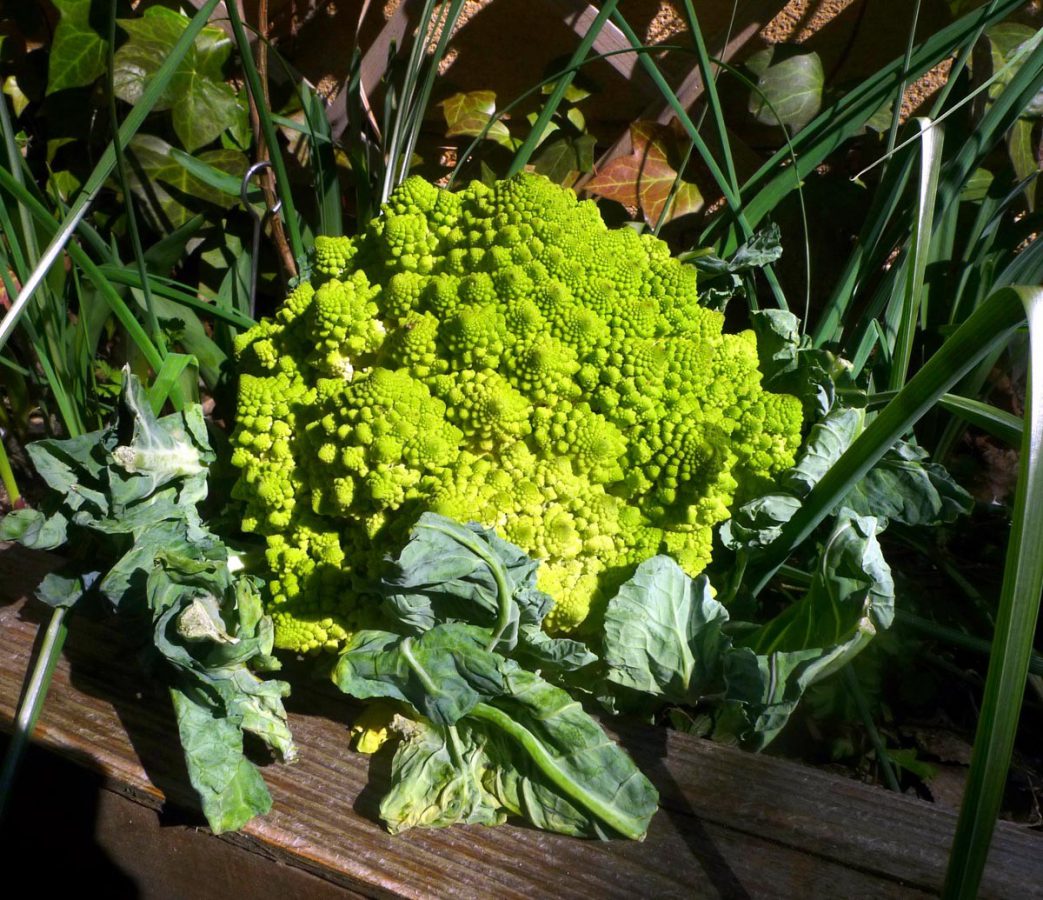 Romanescu, el primo "raro" de la familia de las coles