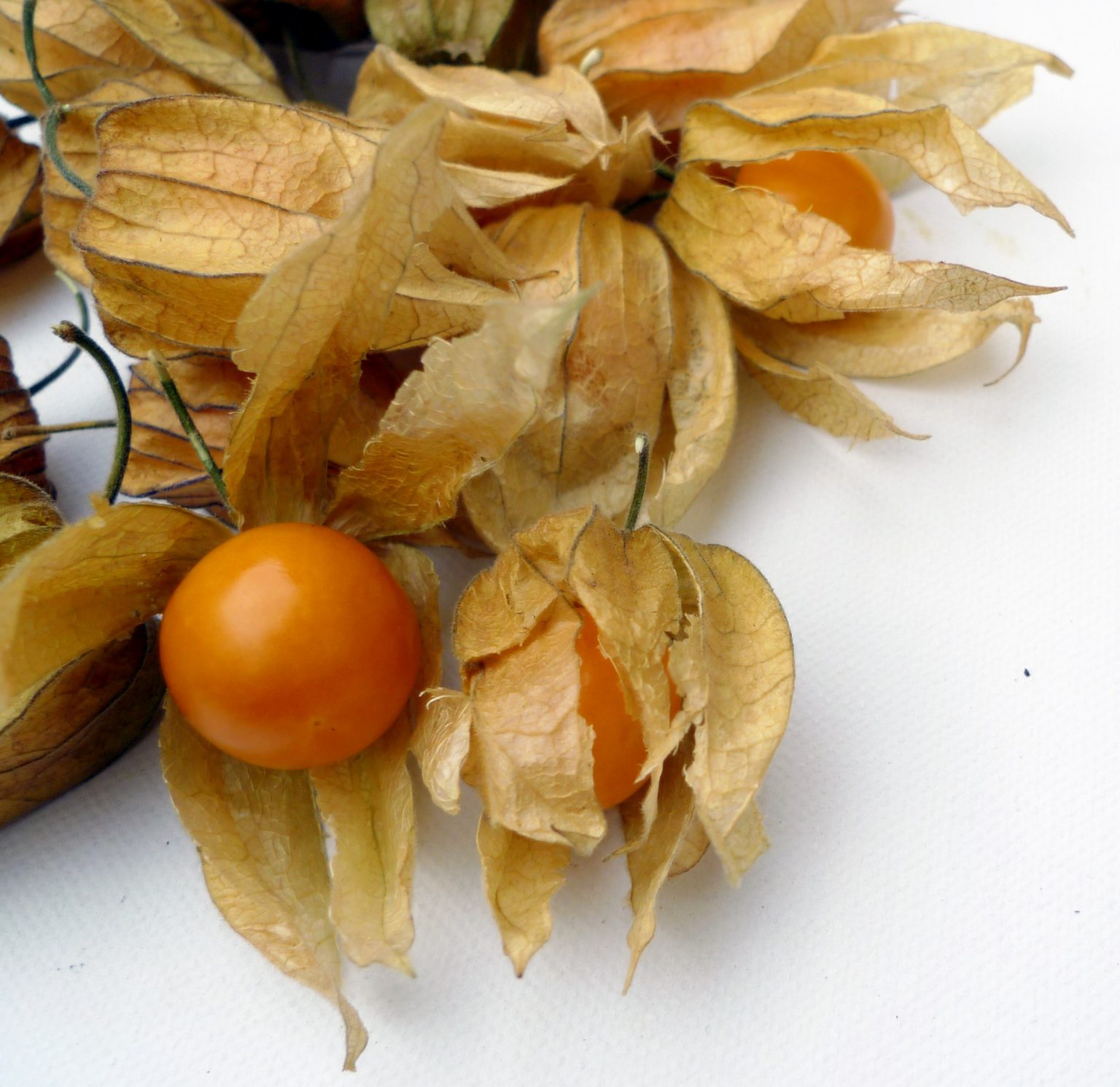 Physalis una fruta exótica buena y sana