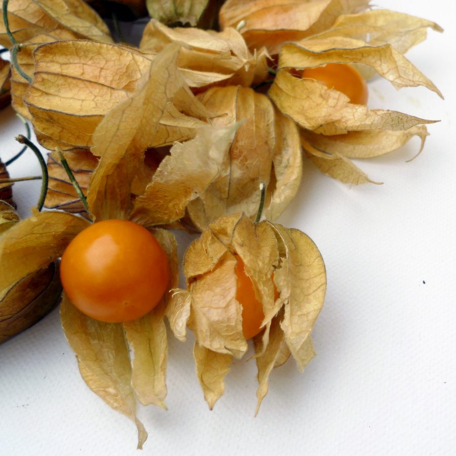 Physalis una fruta exótica buena y sana