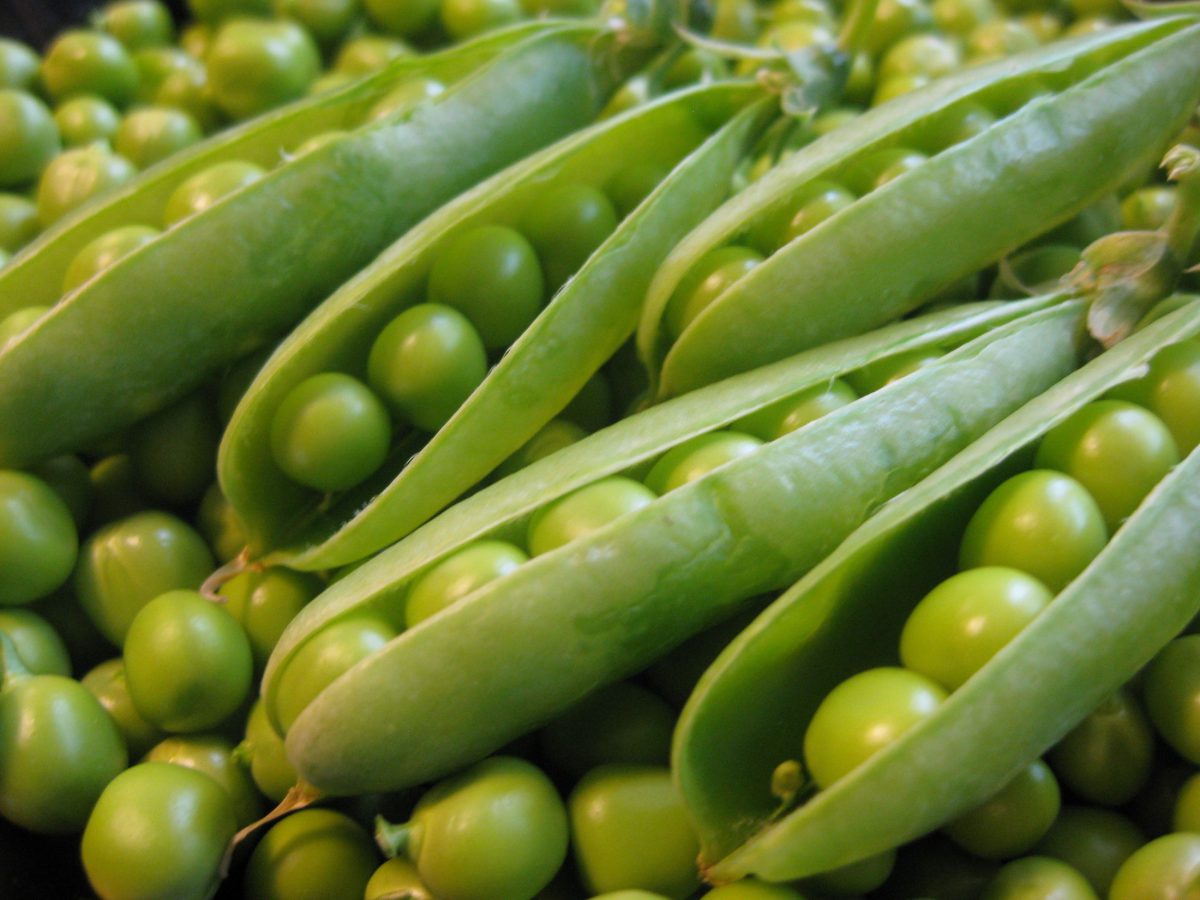 Que Es Un Guisante at Mark Hammett blog