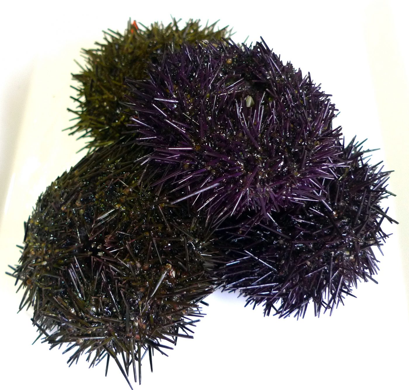 Oricios o Erizo de Mar