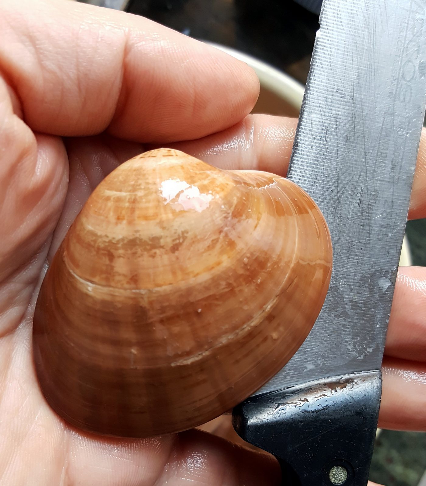 Almejas en salsa o a la malagueña, una delicia para nuestro paladar