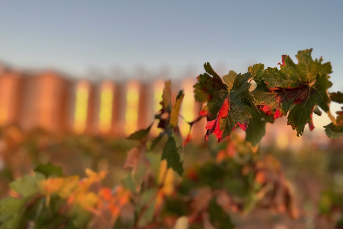 Recetas de cocina caseras y fáciles, las mejores